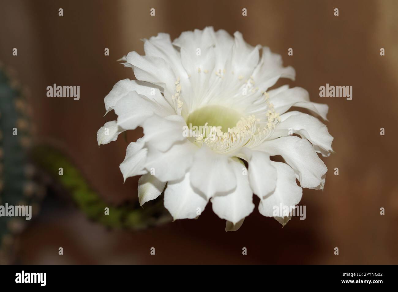 White cactus flower, closeup Stock Photo - Alamy