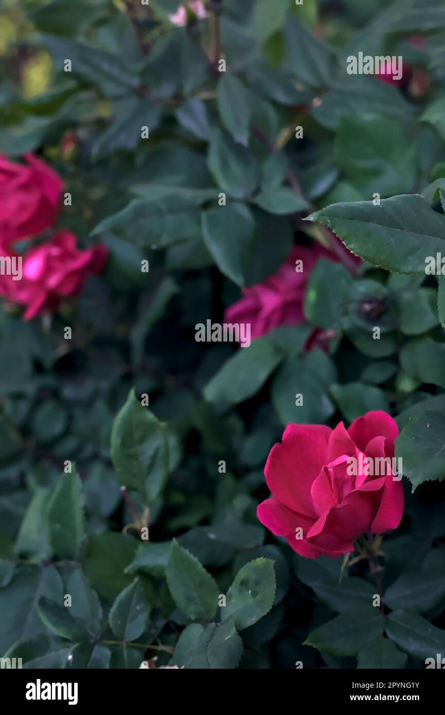 Magenta roses in a bush seen up close Stock Photo - Alamy