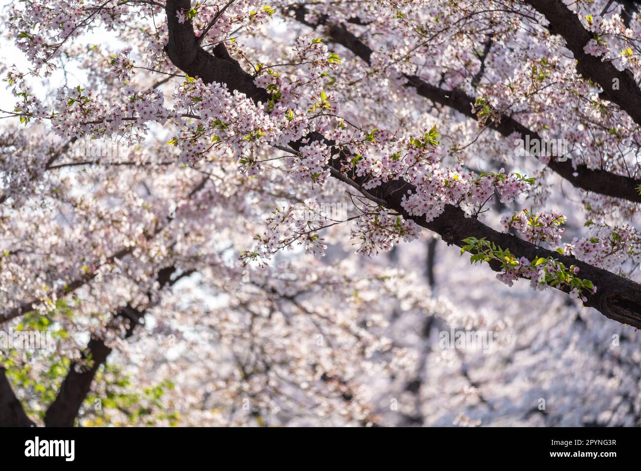 Cherry Blossoms in spring with Soft focus, at Yeongdeungpo Yeouido ...