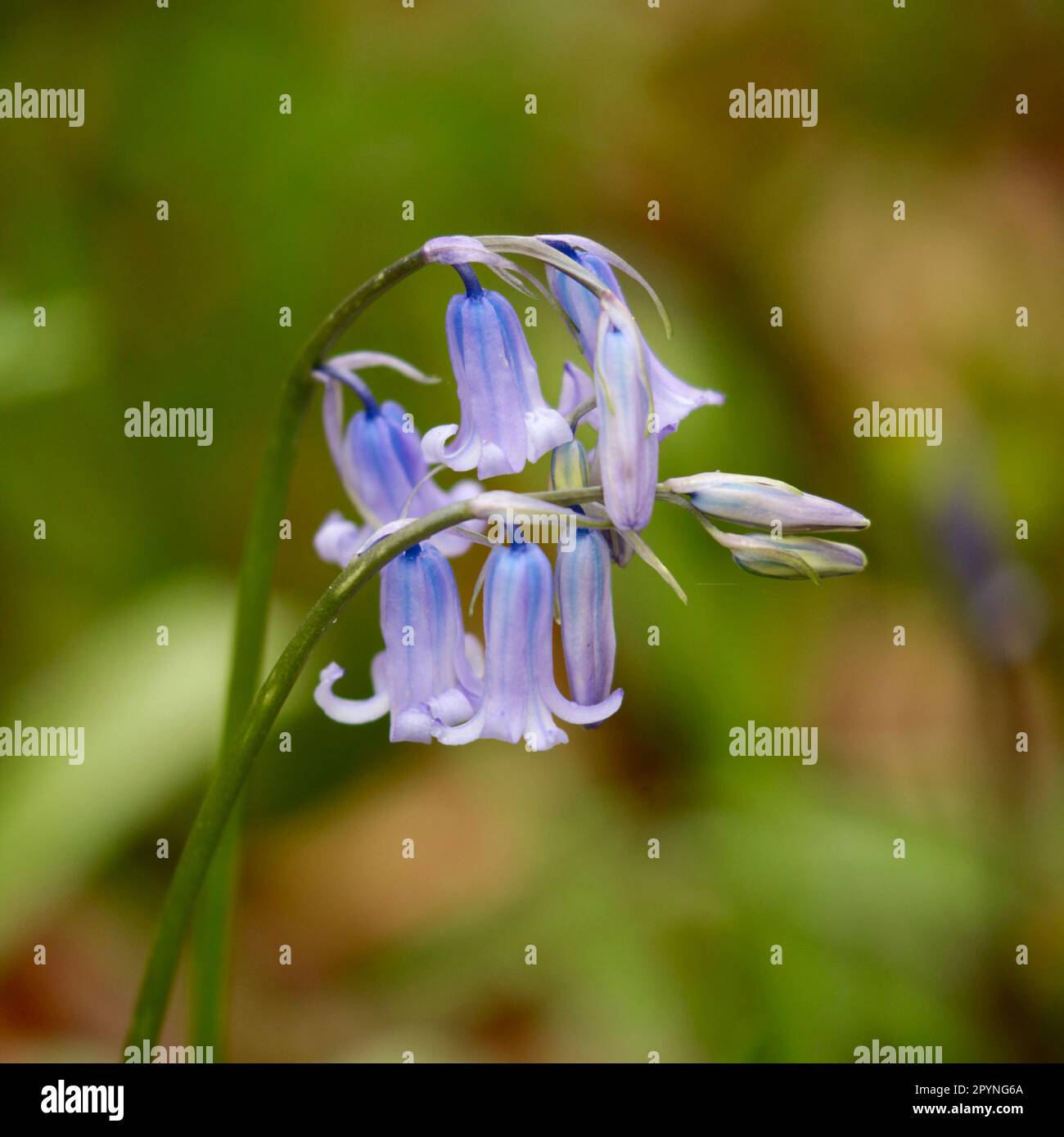 Bluebell flolwers hi-res stock photography and images - Alamy
