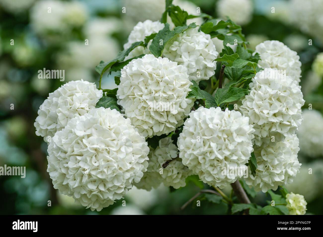 Snowball flowers (Viburnum opulus) with leaves in the garden Stock ...