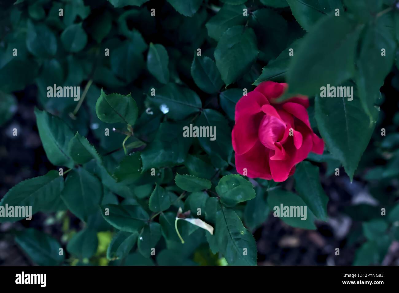 Magenta roses in a bush seen up close Stock Photo - Alamy