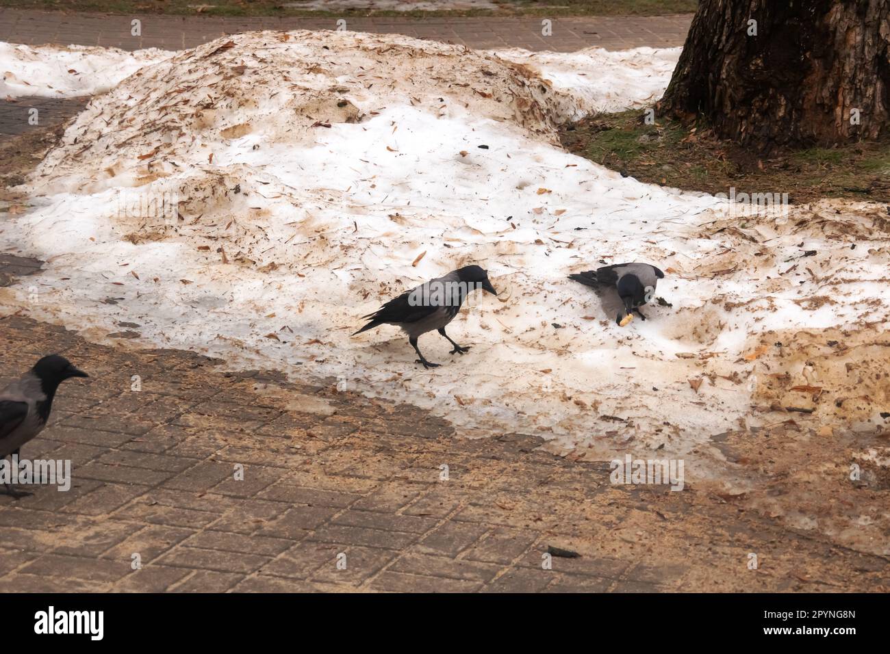Dirty crow hi-res stock photography and images - Alamy