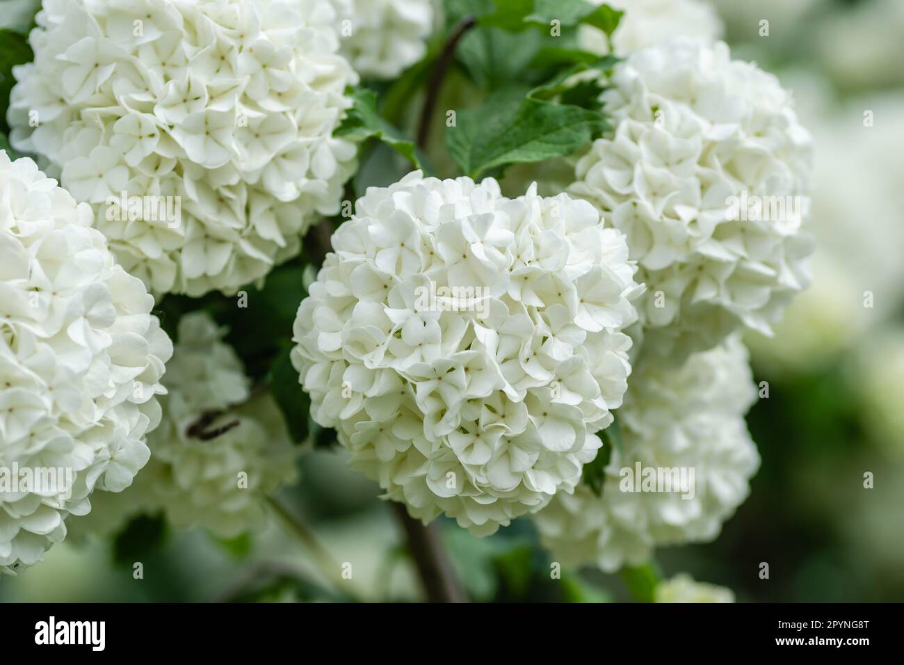 Snowball flowers (Viburnum opulus) with leaves in the garden Stock ...