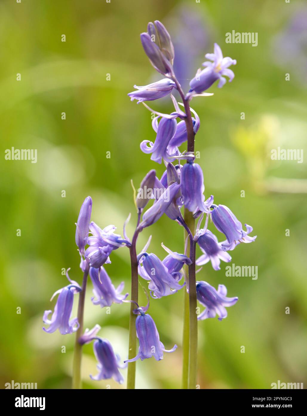 Bluebell flolwers hi-res stock photography and images - Alamy