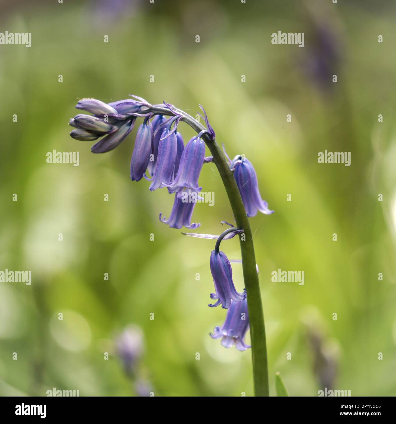 Bluebell flolwers hi-res stock photography and images - Alamy