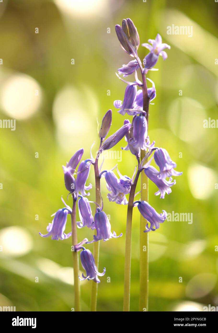 Bluebell flolwers hi-res stock photography and images - Alamy