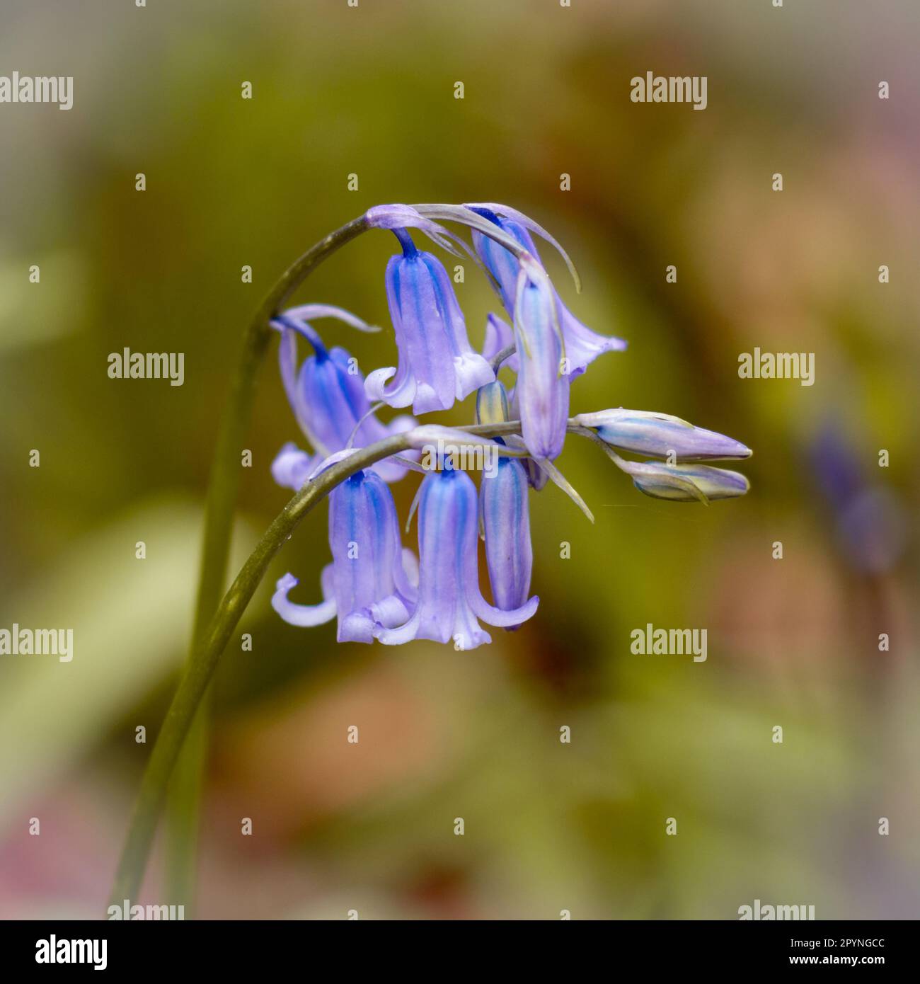 Bluebell flolwers hi-res stock photography and images - Alamy