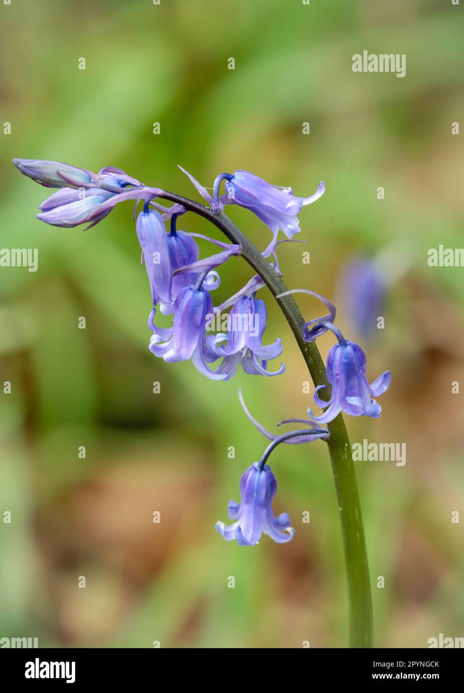Bluebell flolwers hi-res stock photography and images - Alamy