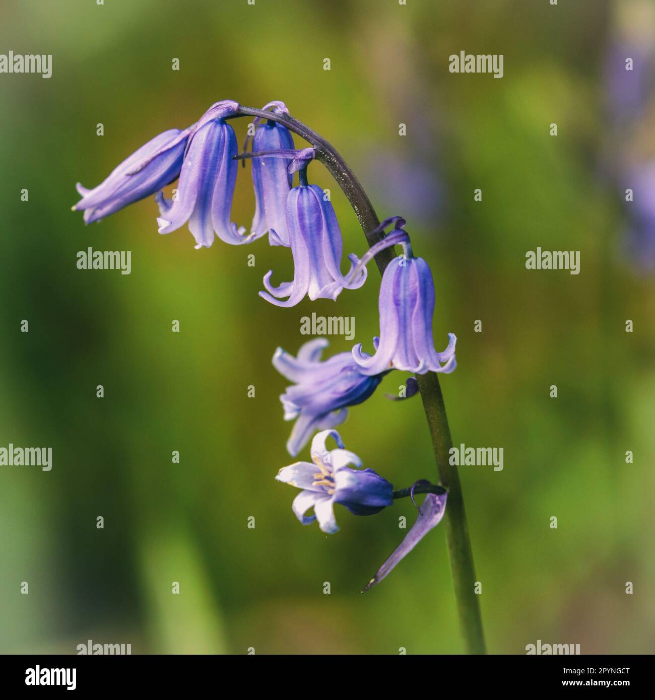 Bluebell flolwers hi-res stock photography and images - Alamy