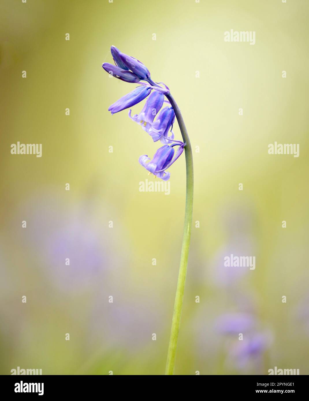 Bluebell flolwers hi-res stock photography and images - Alamy
