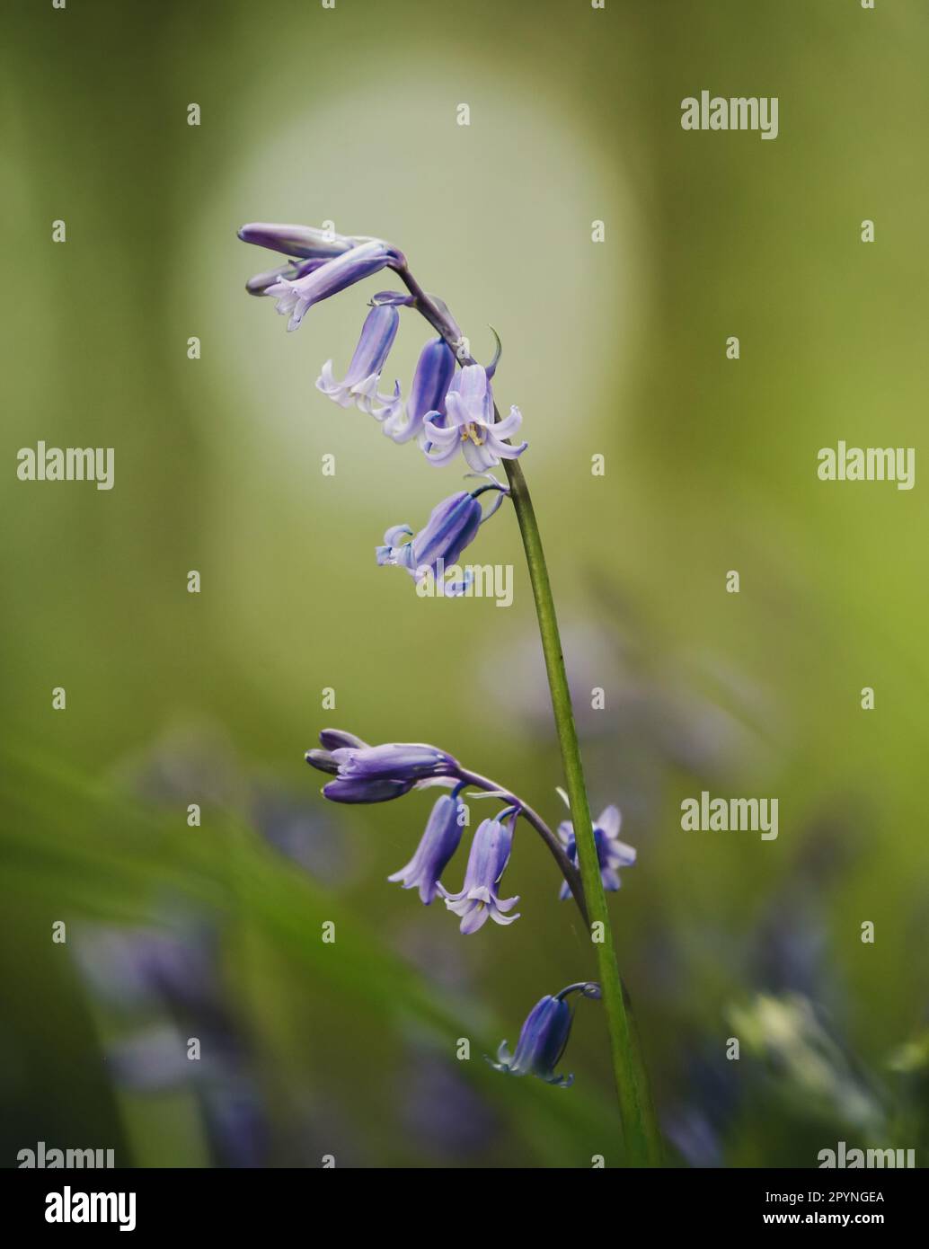 Bluebell flolwers hi-res stock photography and images - Alamy