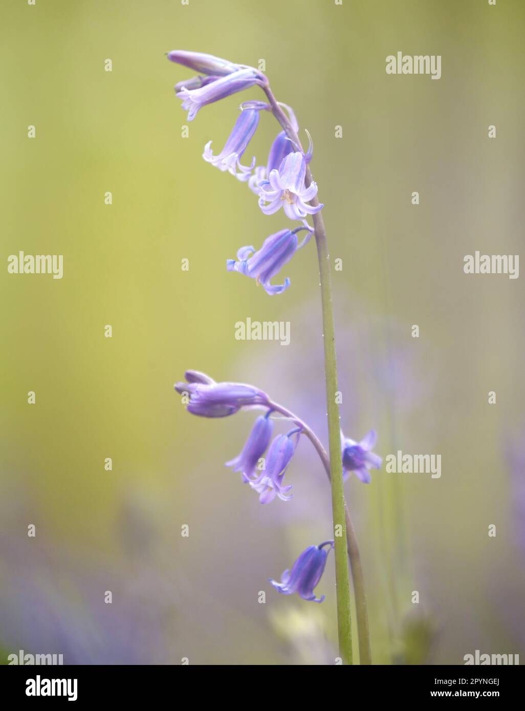 Bluebell flolwers hi-res stock photography and images - Alamy