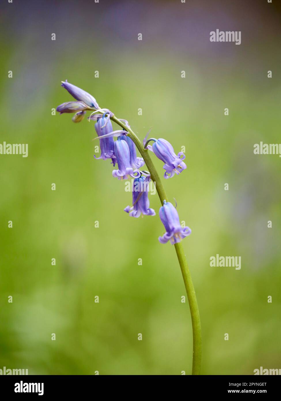 Bluebell flolwers hi-res stock photography and images - Alamy