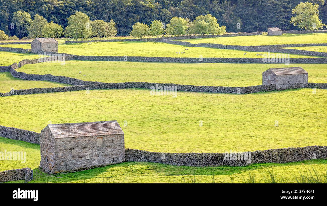 Stone walls, fields and barns in Swaledale, Yorkshire Dales National ...