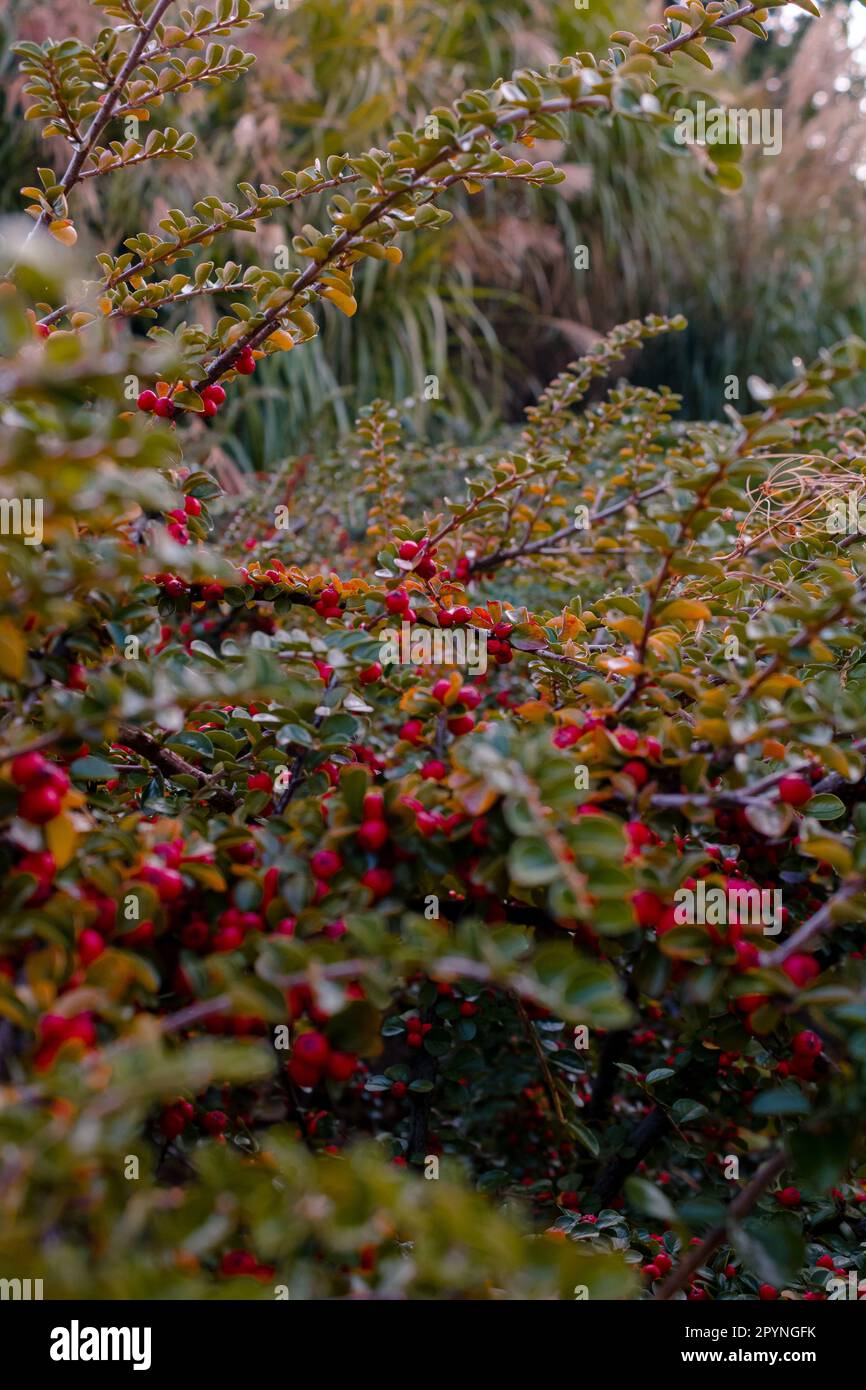 deep inside the bushes Stock Photo - Alamy