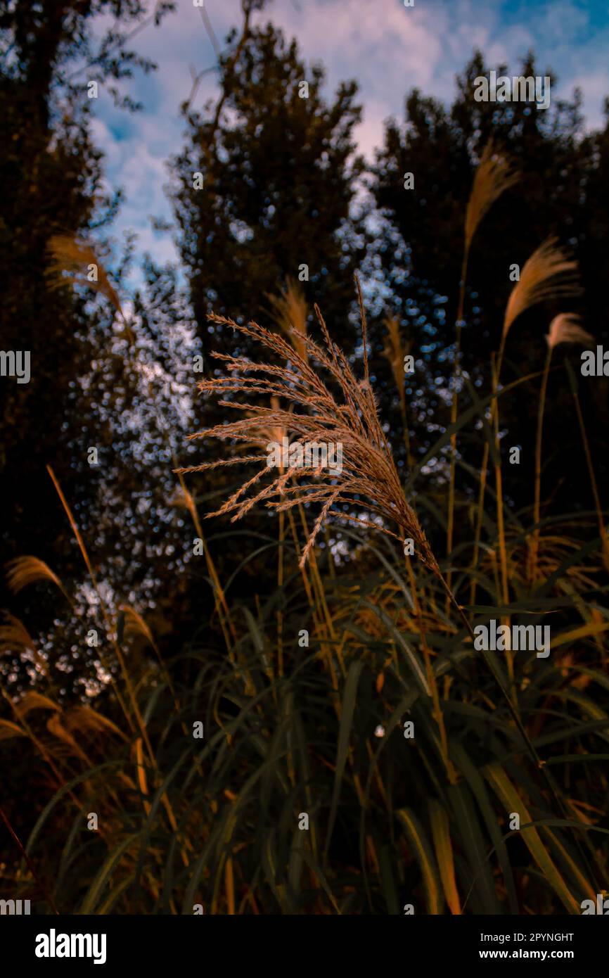low angle grass photography Stock Photo - Alamy
