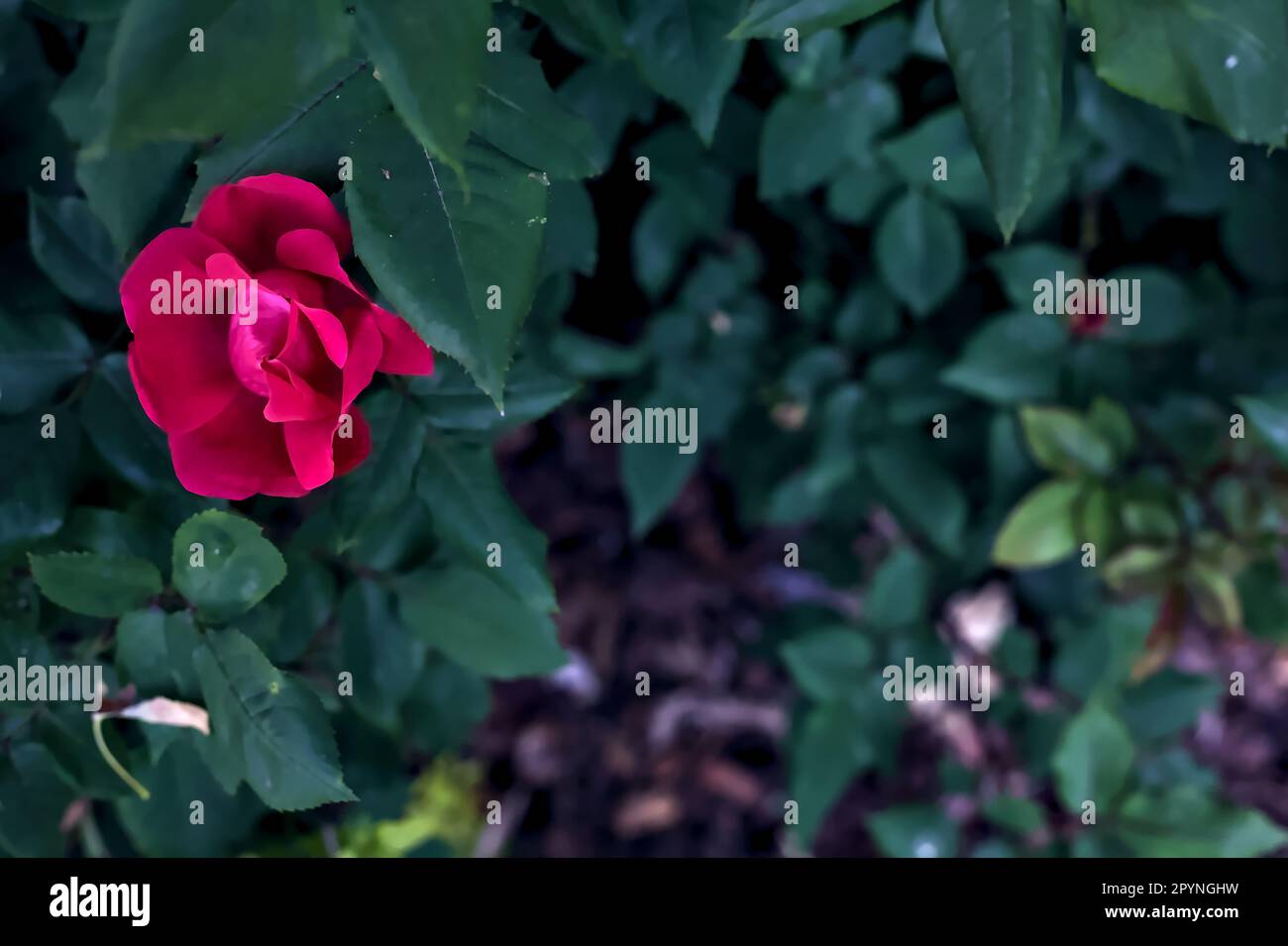 Magenta roses in a bush seen up close Stock Photo - Alamy