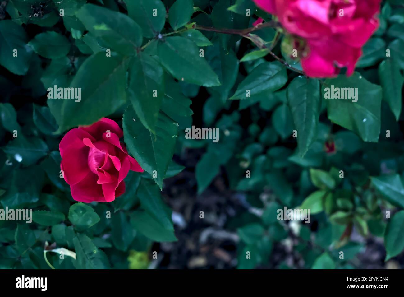 Magenta roses in a bush seen up close Stock Photo - Alamy