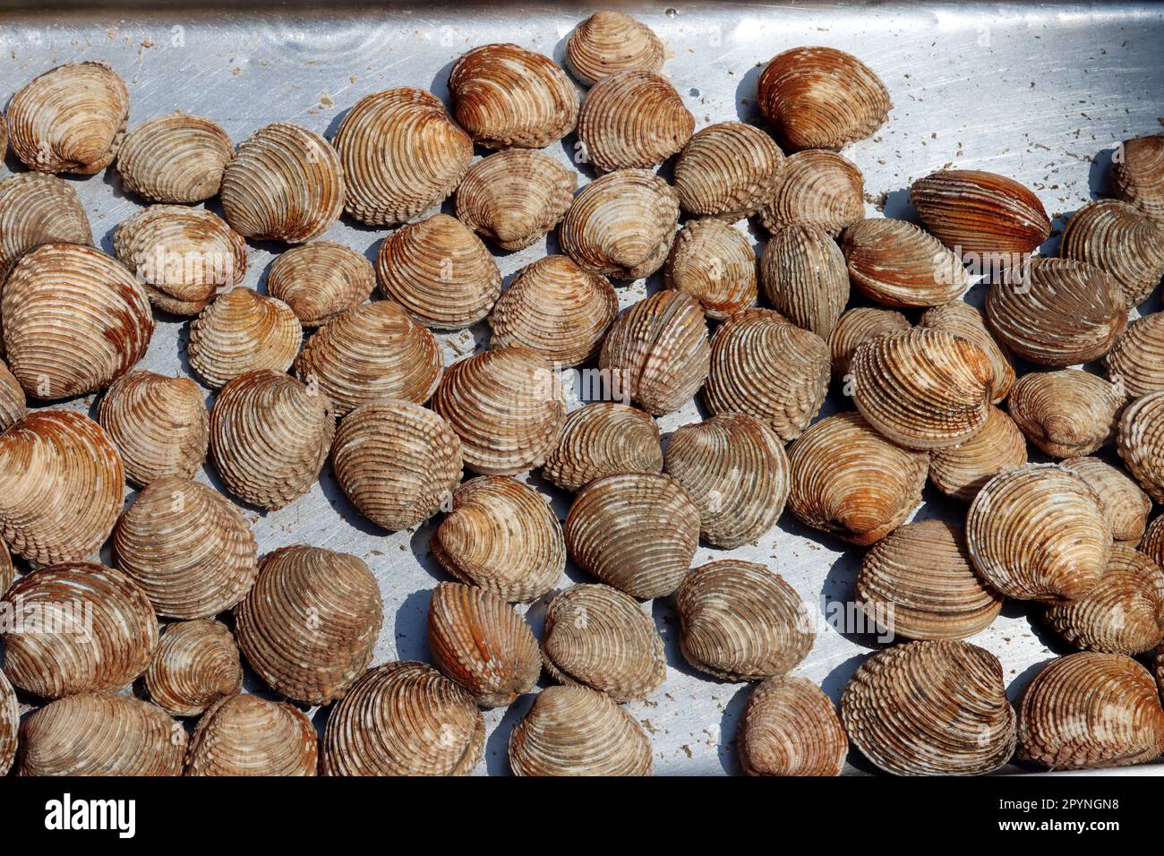 Venus verrucosa, the warty venus, for sale at the fish market Stock ...