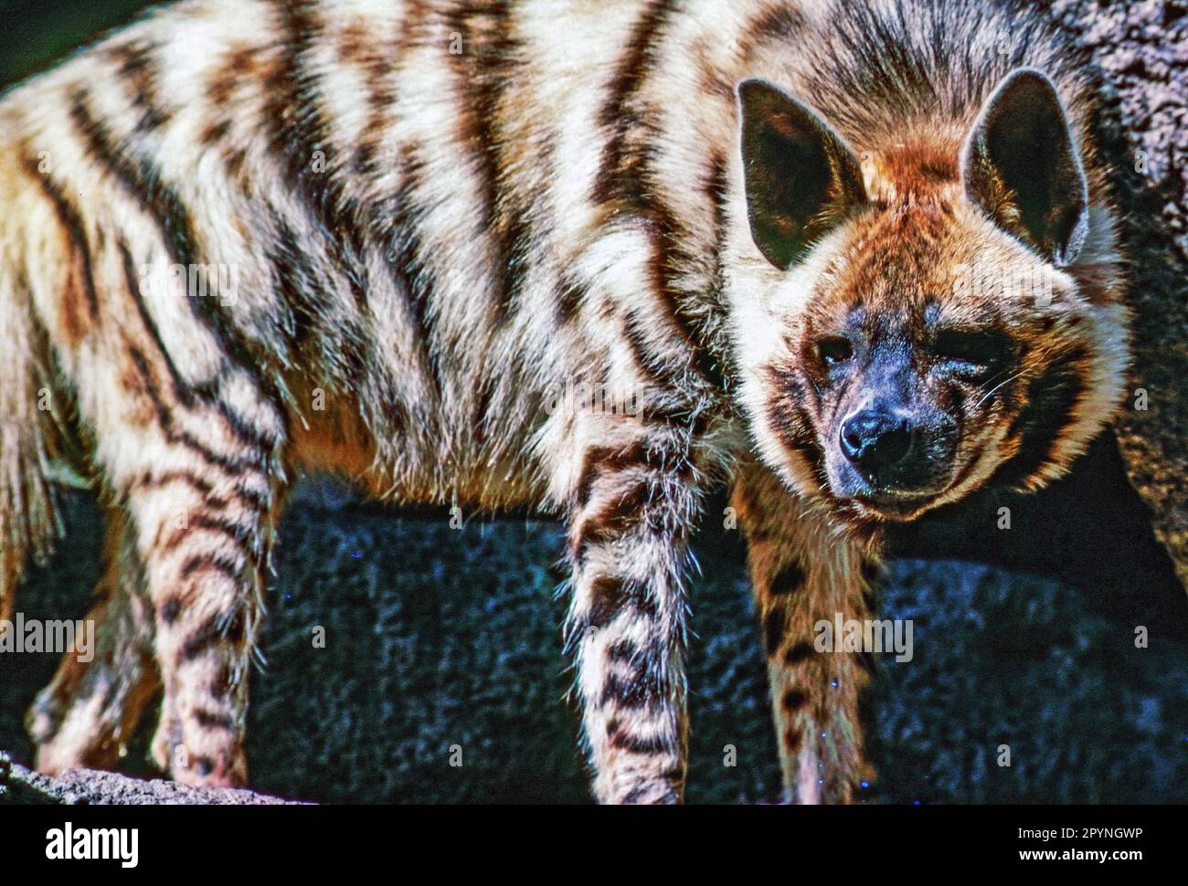Close up of a Hyena Stock Photo - Alamy
