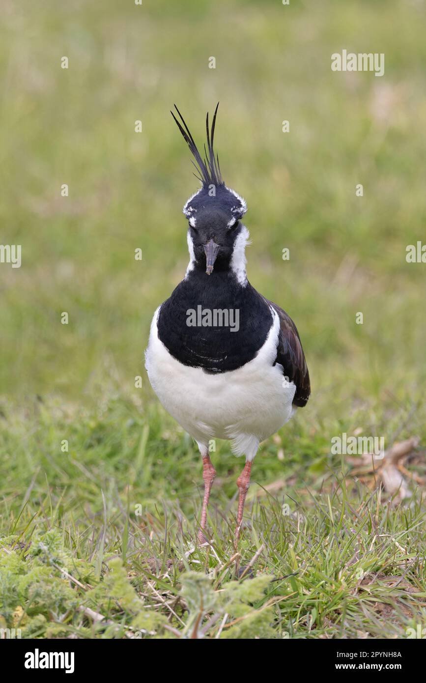 Lapwings vanellus vanellus uk hi-res stock photography and images - Alamy
