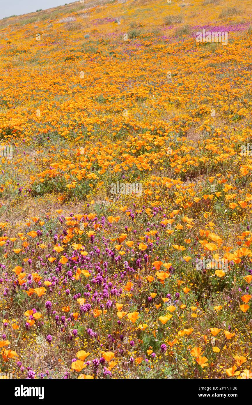 Antelope valley super bloom poppy hi-res stock photography and images ...