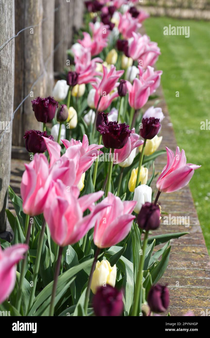 Beautiful spring display of mixed tulips in the kitchen garden at ...