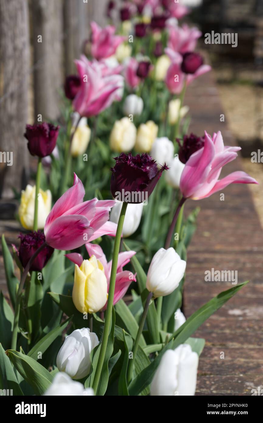 Tulip display hi-res stock photography and images - Alamy