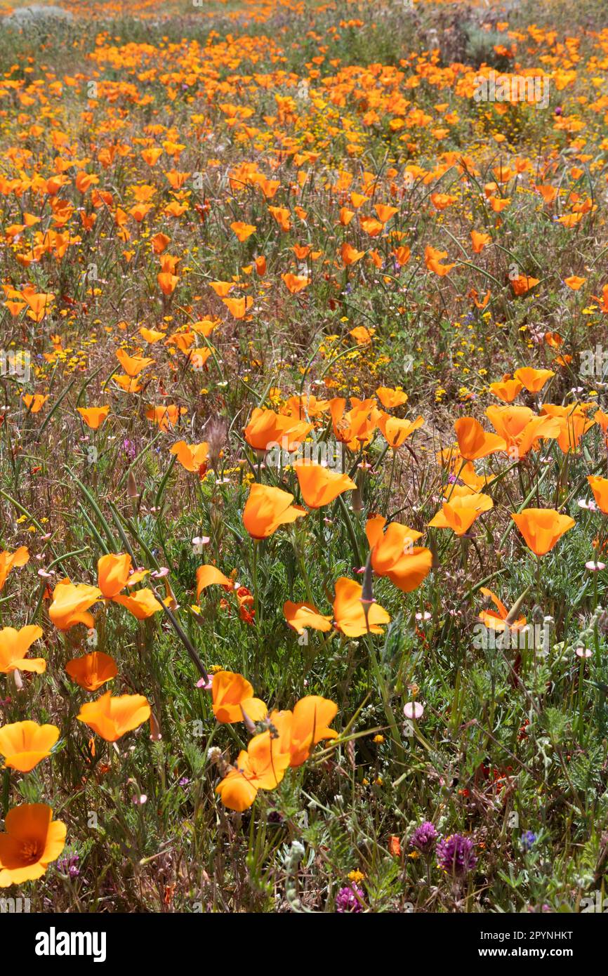 Super bloom of California golden poppies Stock Photo - Alamy