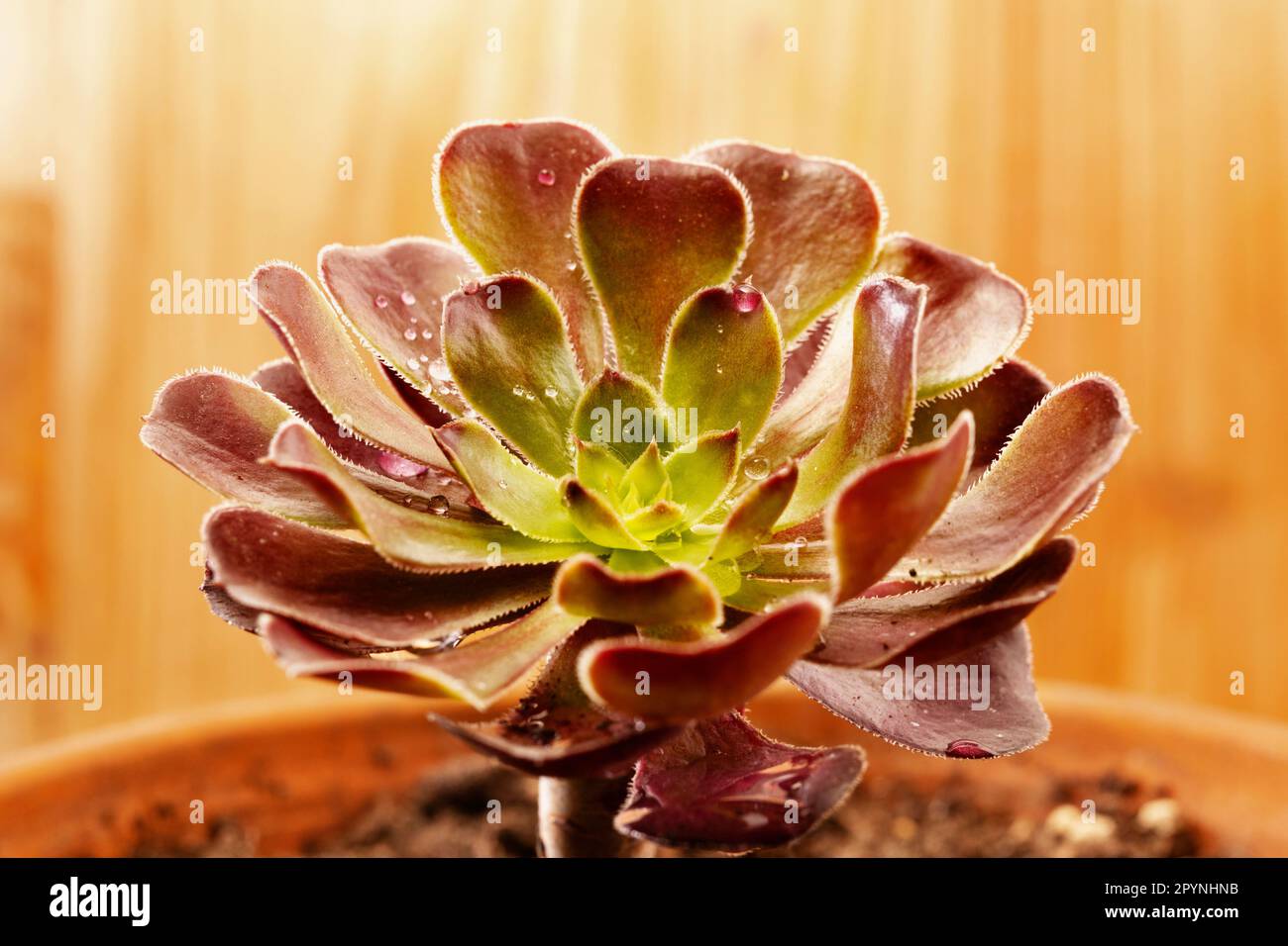 Plant of sempervivum tectorum ,the common houseleek with water drops ...