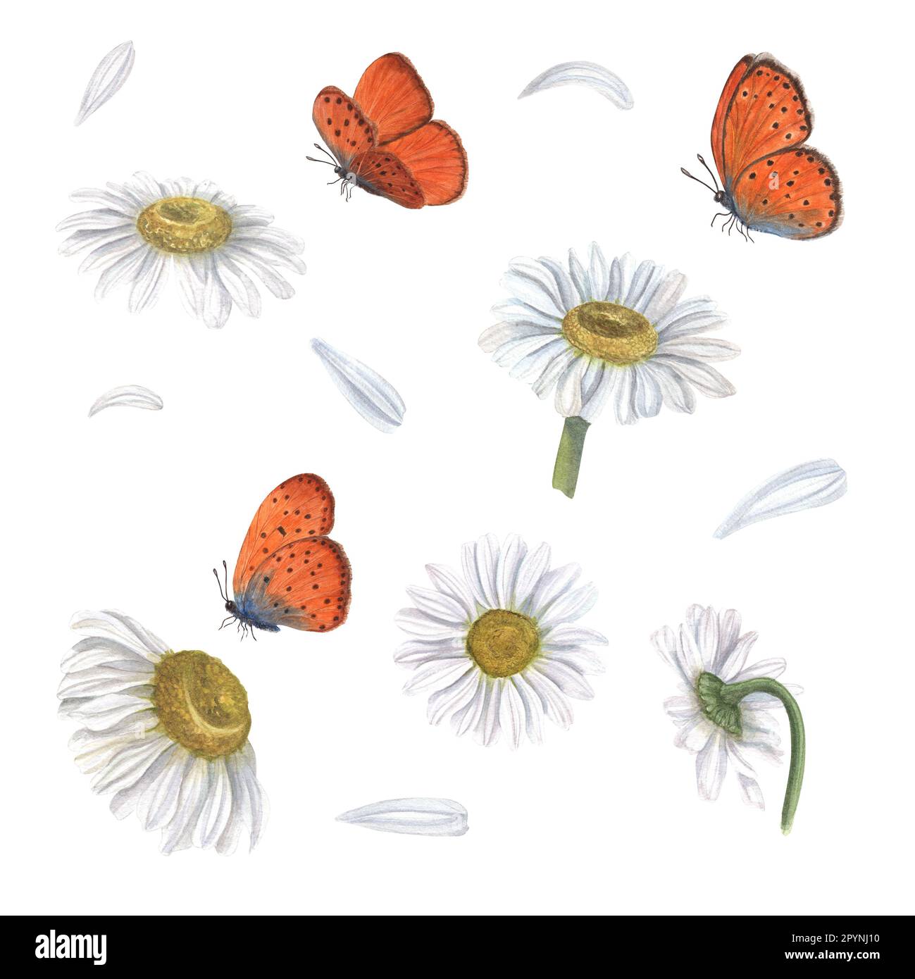 Set of watercolor daisy and butterflies isolated on white background ...