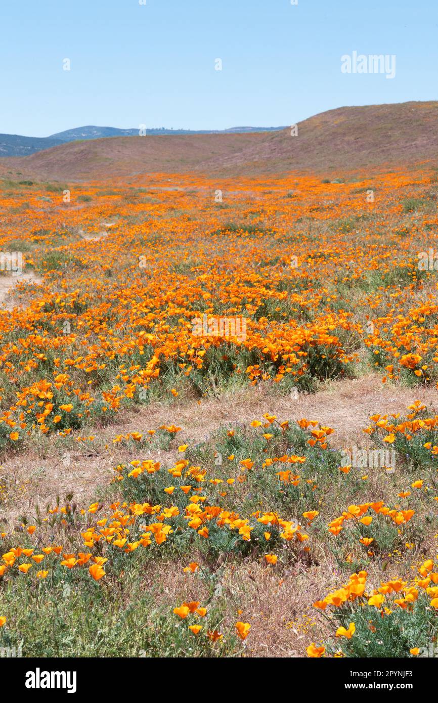 Antelope valley super bloom poppy hi-res stock photography and images ...