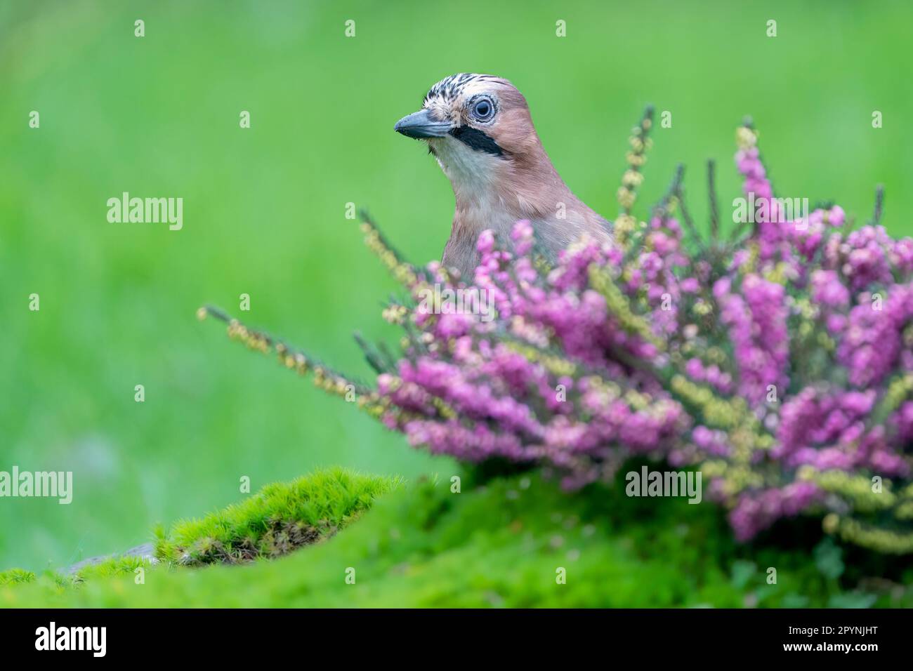 Eurasian jay (Garrulus glandarius) hiding behind moor flowers Stock ...