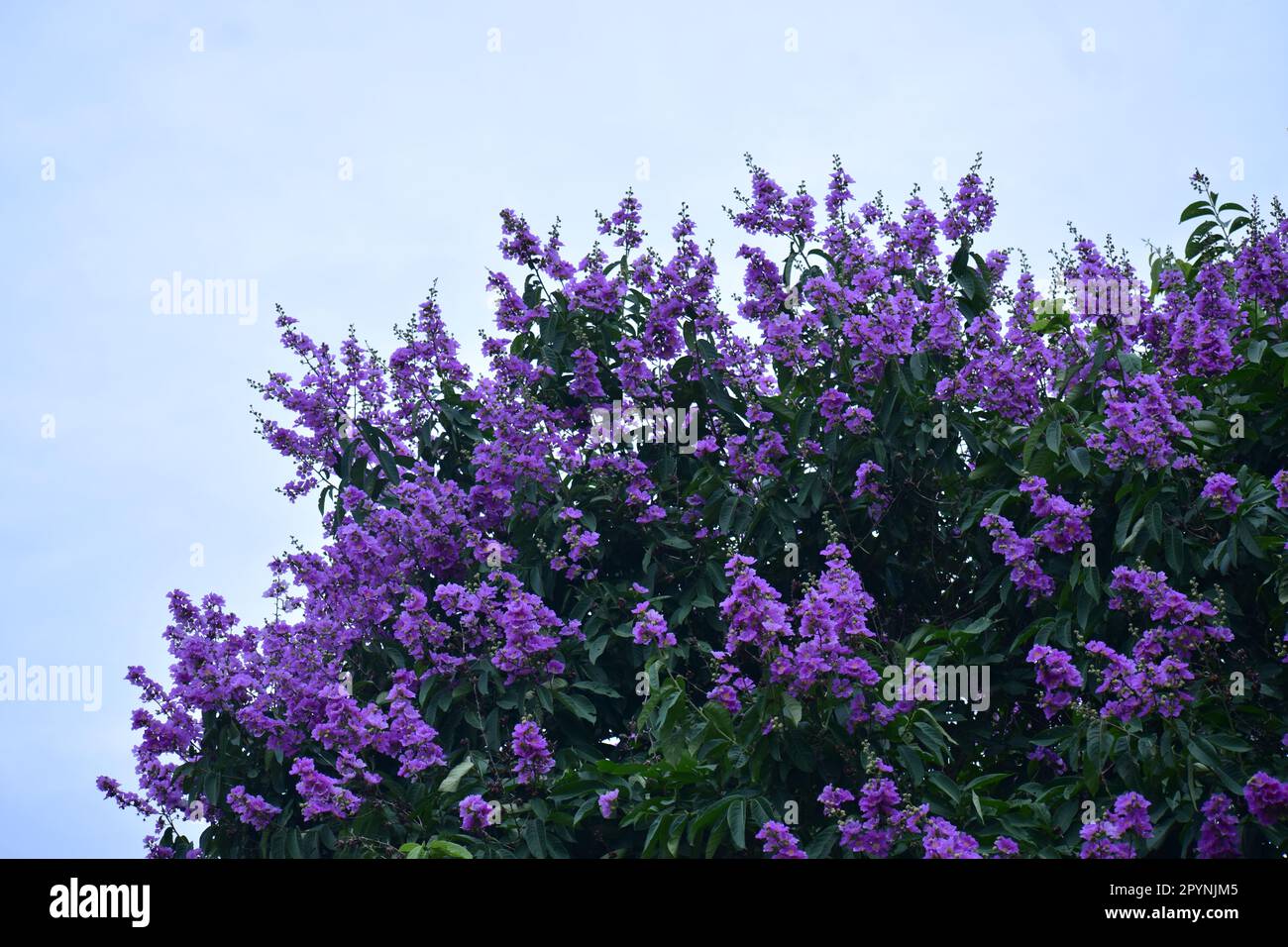 Pride of India. Also known as Giant Crape Myrtle, Queen Crape Myrtle ...