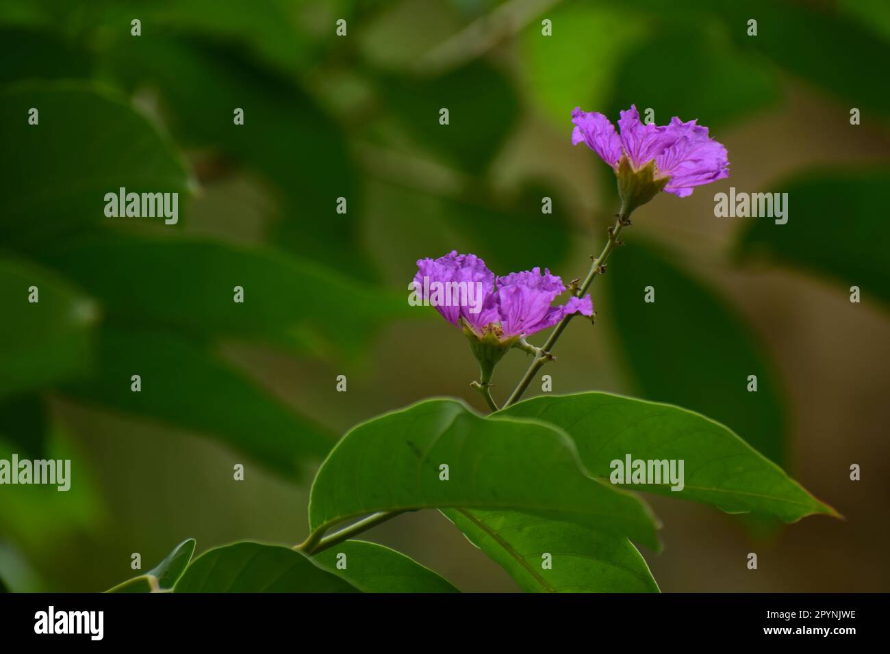 Pride of India. Also known as Giant Crape Myrtle, Queen Crape Myrtle ...