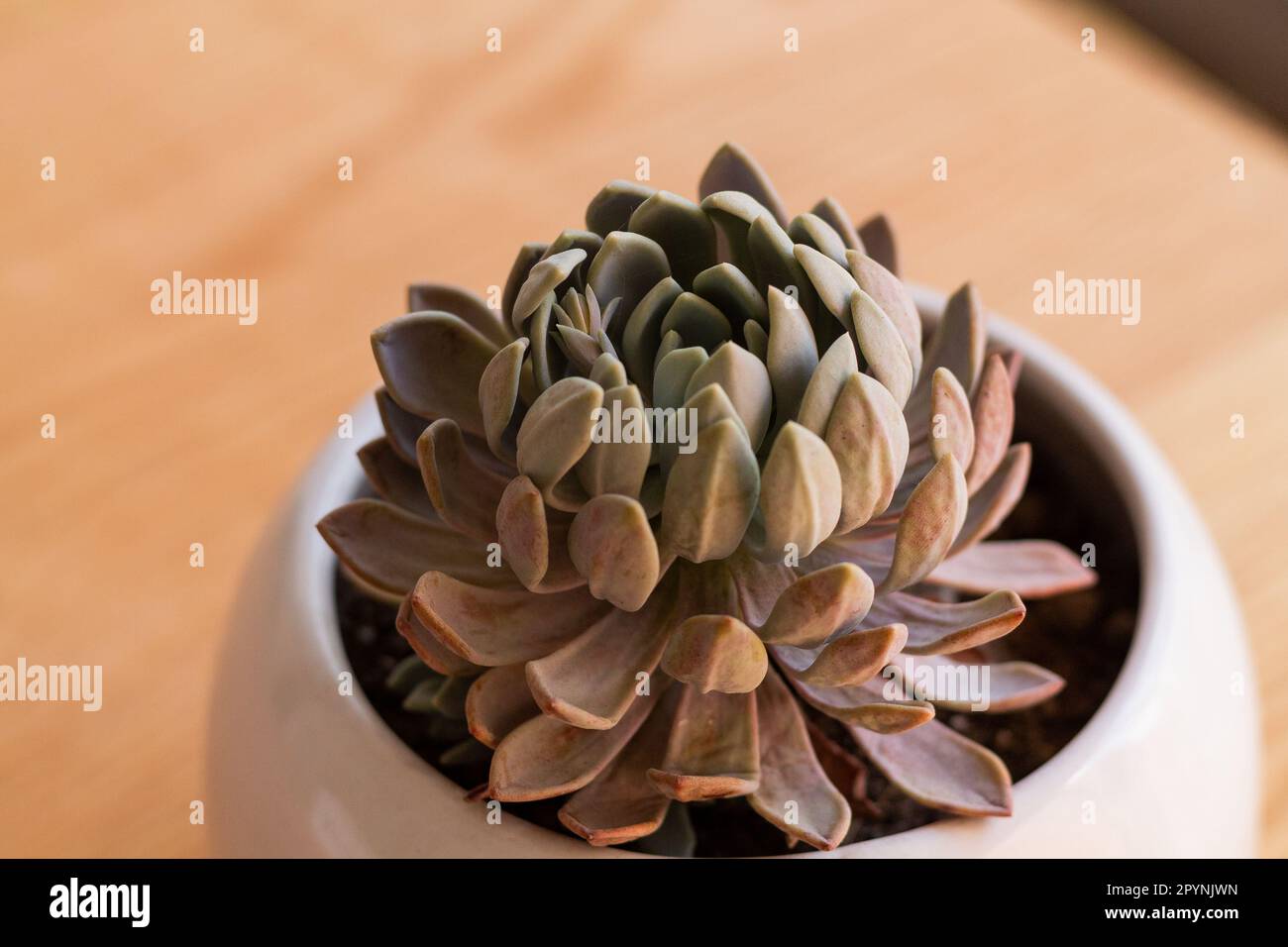 New world succulents hi-res stock photography and images - Alamy
