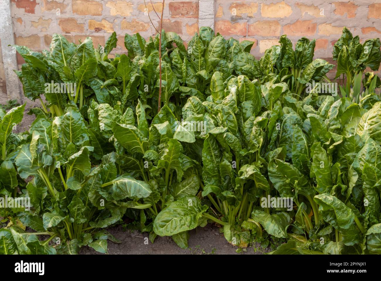 Field of mangel or mangold Stock Photo - Alamy
