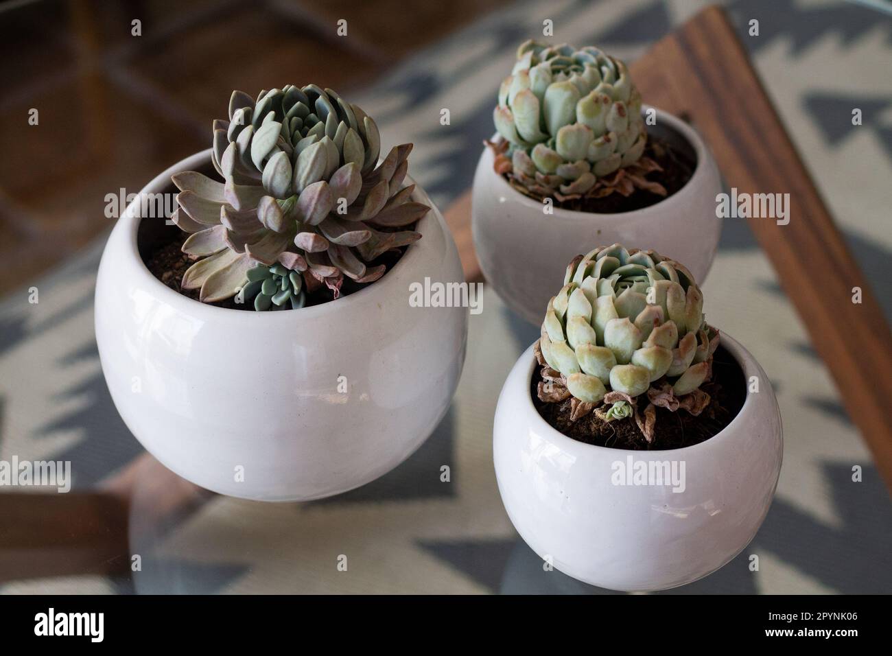 Plantas suculentas mexico hi-res stock photography and images - Alamy