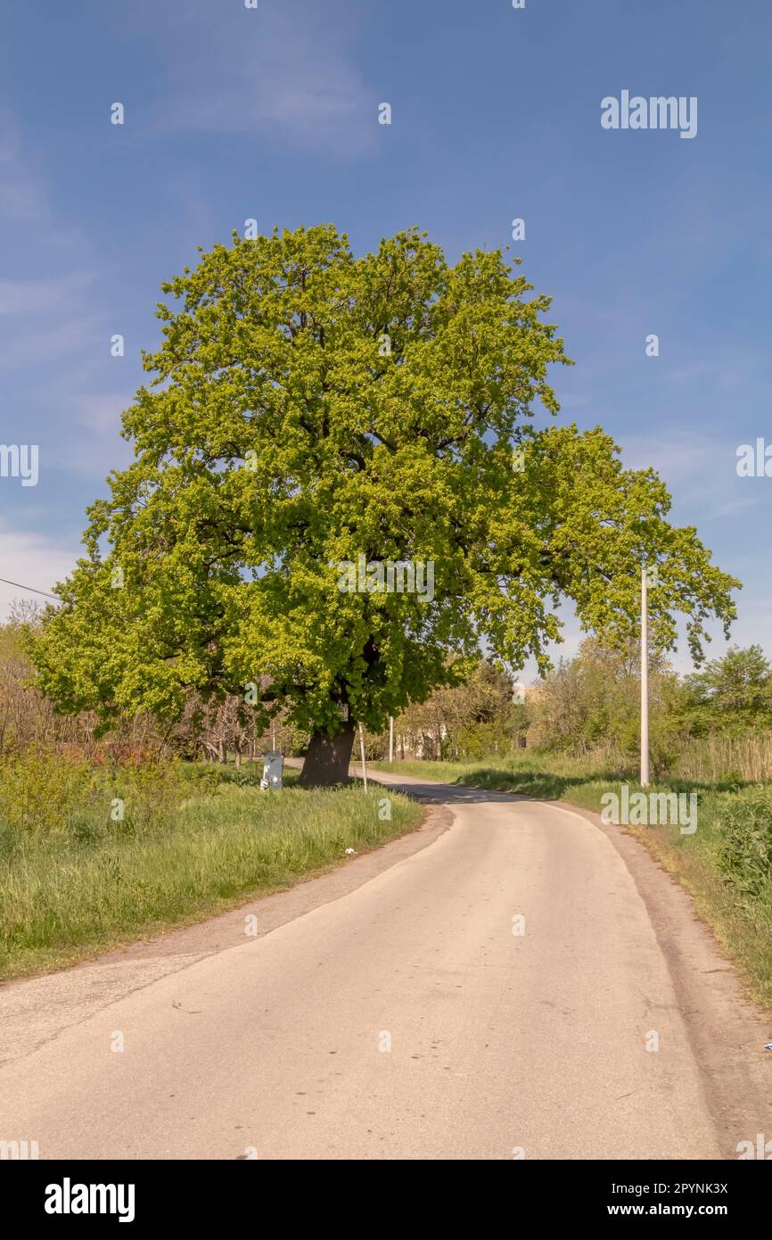 Big old oak tree near the asphalt road Stock Photo - Alamy