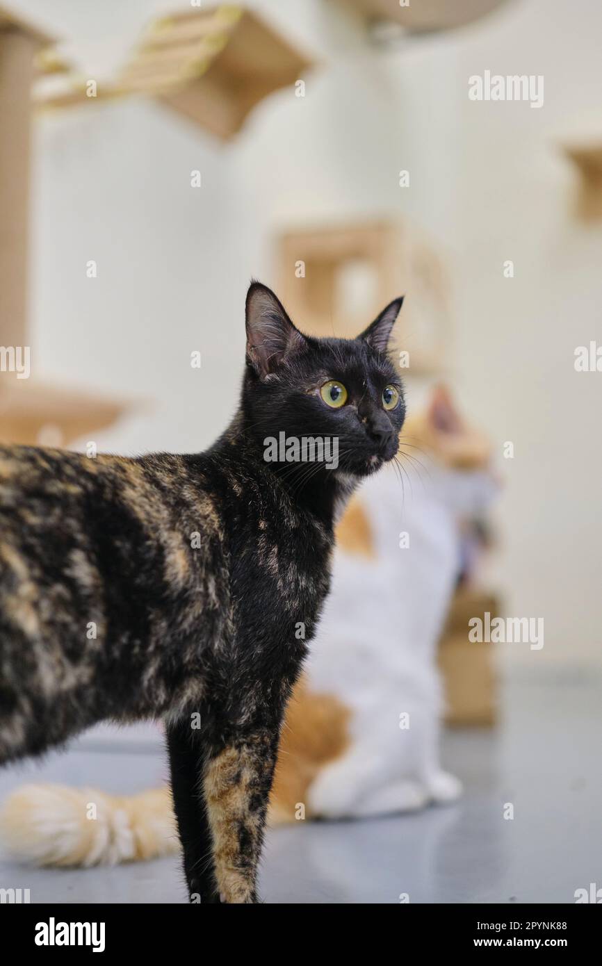 Two color cat hi-res stock photography and images - Alamy