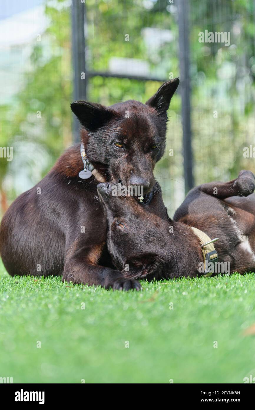 The two dogs playing together in the garden Stock Photo - Alamy