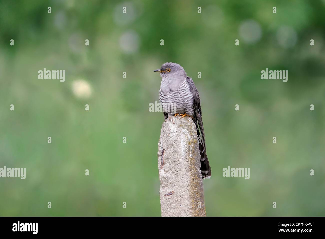 common cuckoo (Cuculus canorus Stock Photo - Alamy