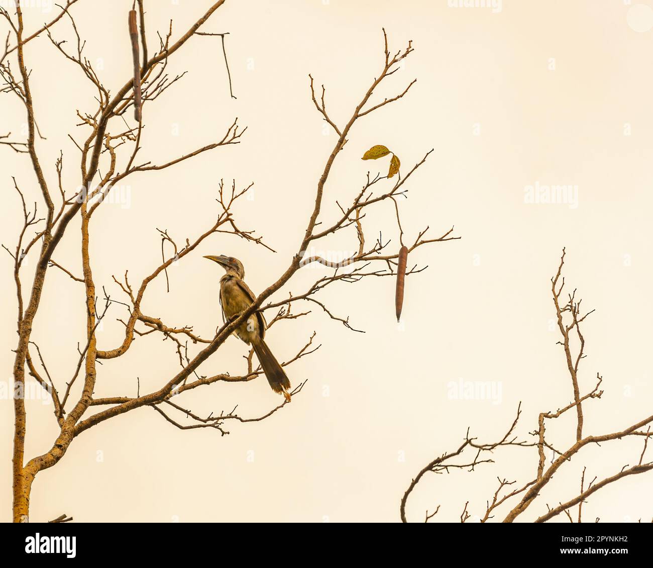 A Grey Horn bill on a tree Stock Photo - Alamy