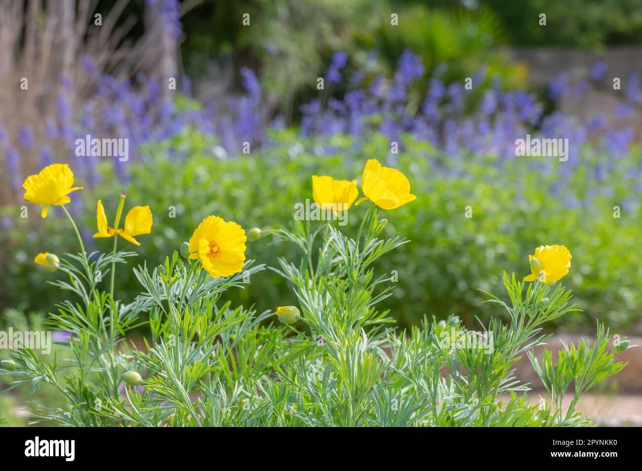 The vibrant flowers of Mexican tulip poppy, Hunnemannia fumariifolia ...