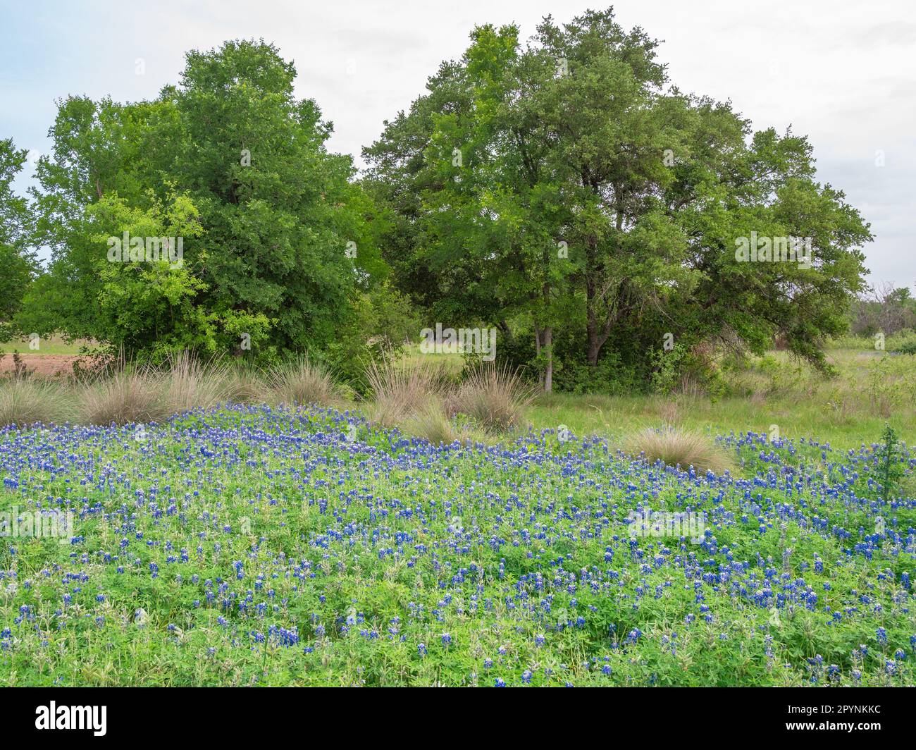 Field lupinus texensis texas hi-res stock photography and images - Alamy