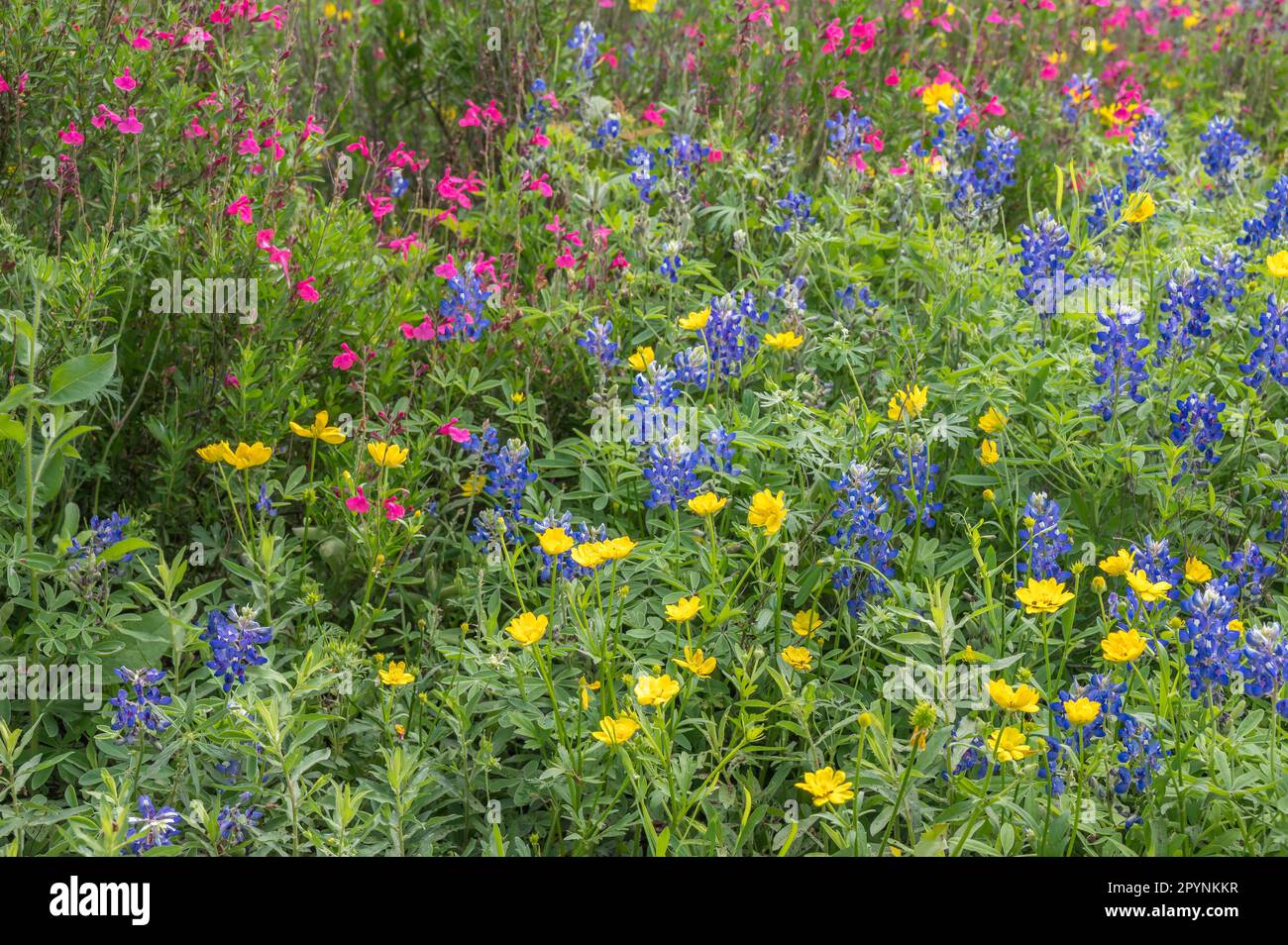 A beautiful flowerbed filled with lupinus texensis, salvia greggii, and ...
