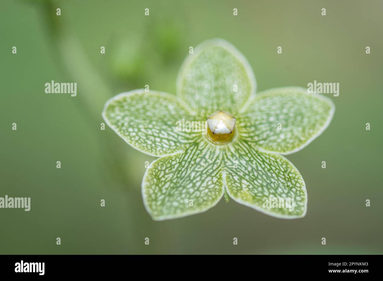 Closeup of Matelea reticulata, the Pearl milkweed vine, which is a ...