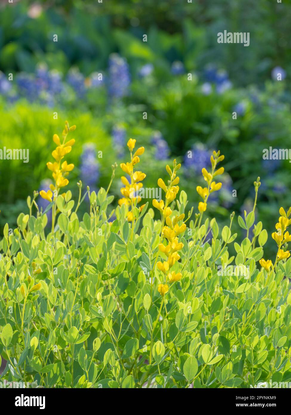 Beautiful flowers of yellow wild indigo,Baptisia sphaerocarpa, and ...
