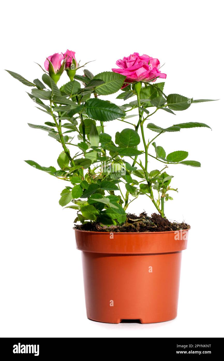 Indoor rose bush in a pot on a white background Stock Photo - Alamy